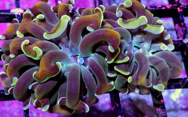 Mint Chip Branching Hammer - Pacific East Aquaculture