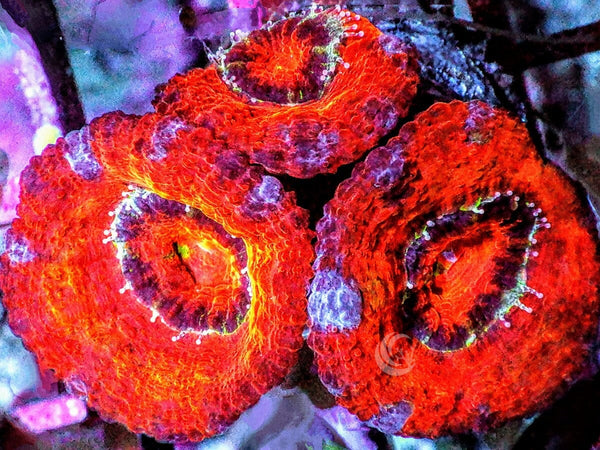 Ultra Acan lordhowensis - Pacific East Aquaculture