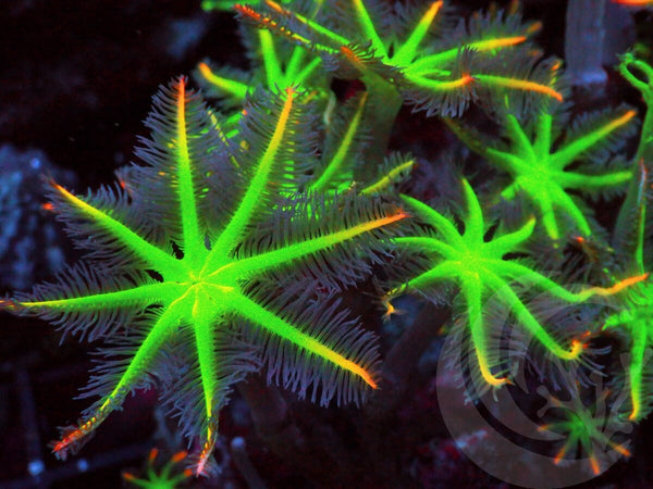 Orange tip Neon Clove Polyps - Pacific East Aquaculture
