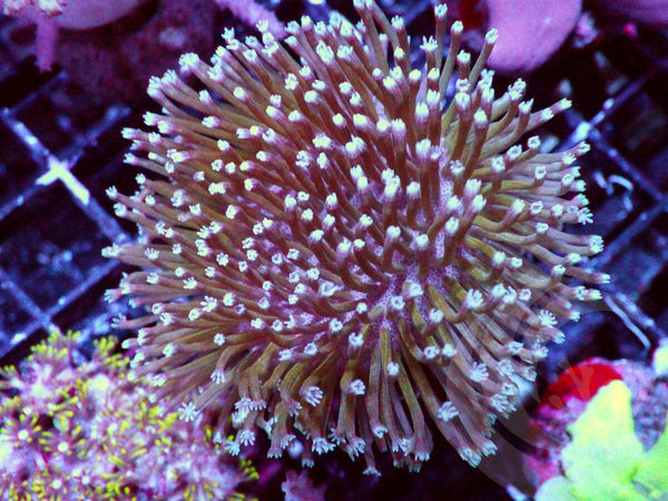 Long Polyp Toadstool Leather - Pacific East Aquaculture