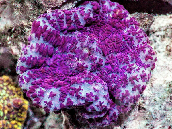 Bubbling Rhodactis Mushroom - Coral Colonies for Reef Aquariums ...