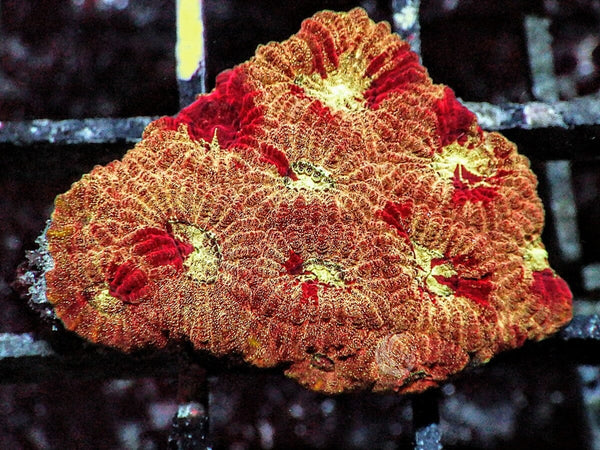 Alien Screamer Favia Coral | Buy your Alien Screamer Favia at Pacific ...