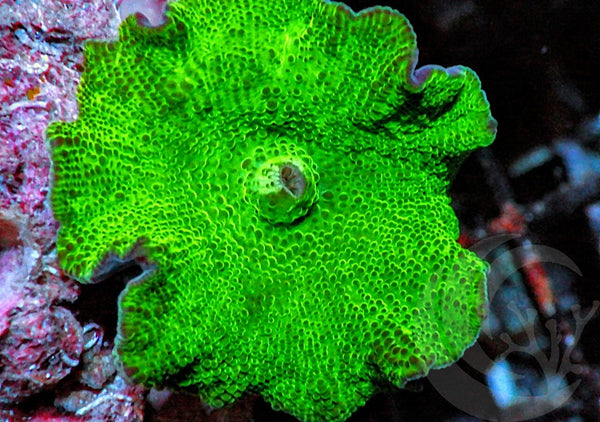 Neon Lime Discosoma Mushroom - Pacific East Aquaculture