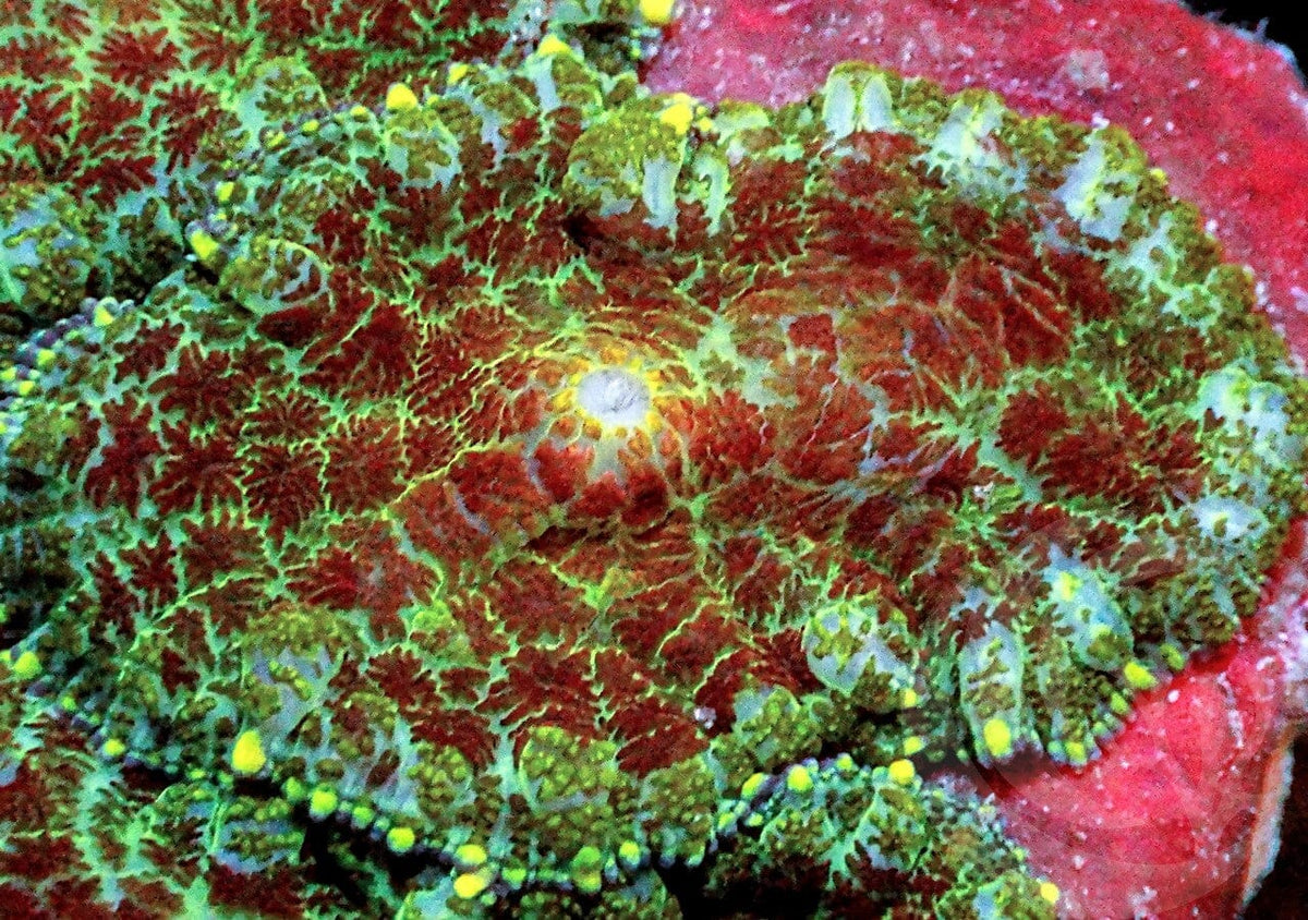 Red Splotched Rhodactis Mushroom - Pacific East Aquaculture