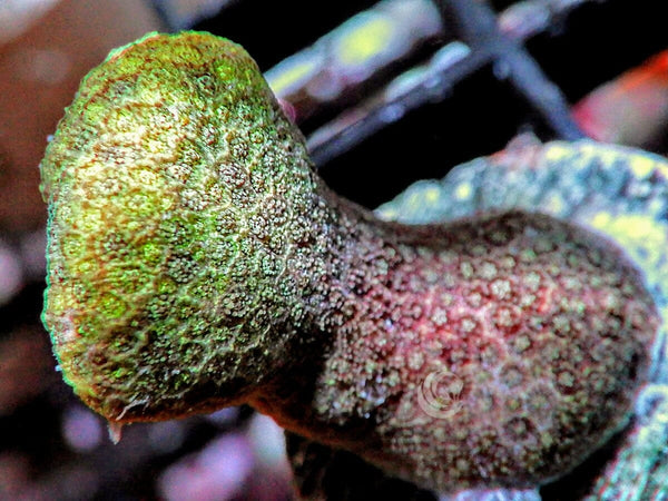 Yellow Branching Porites - Pacific East Aquaculture