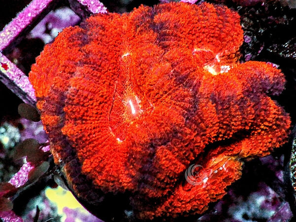Red Acan lordhowensis - Pacific East Aquaculture