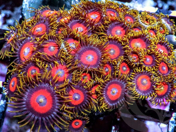Red Devil Zoanthids - Pacific East Aquaculture