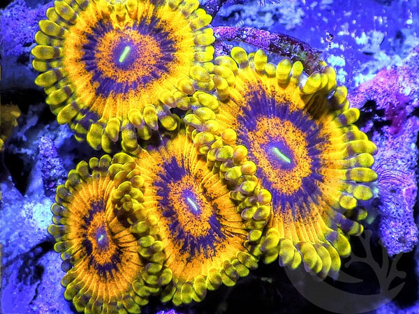 Gold Stratosphere Zoanthids - Pacific East Aquaculture