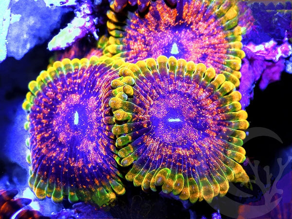 Grand Master Krak Zoanthids - Pacific East Aquaculture