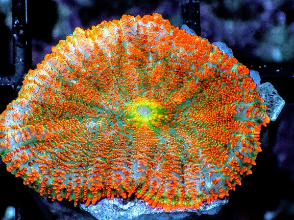 Superman Rhodactis Mushroom - Pacific East Aquaculture