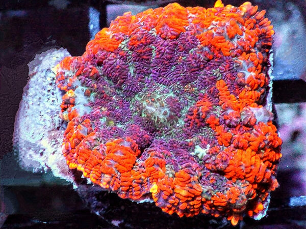 Orange-Purple Rhodactis Mushroom - Pacific East Aquaculture