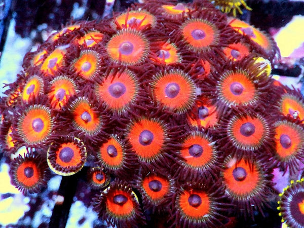 Red Devil Zoanthids - Pacific East Aquaculture