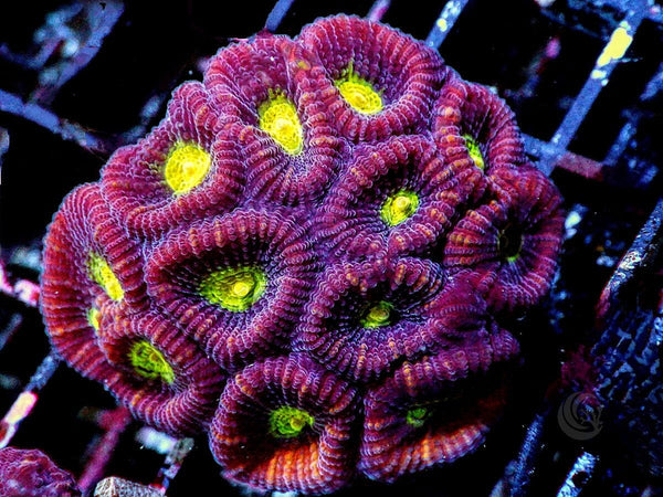 Alien Screamer Favia Coral | Buy your Alien Screamer Favia at Pacific ...