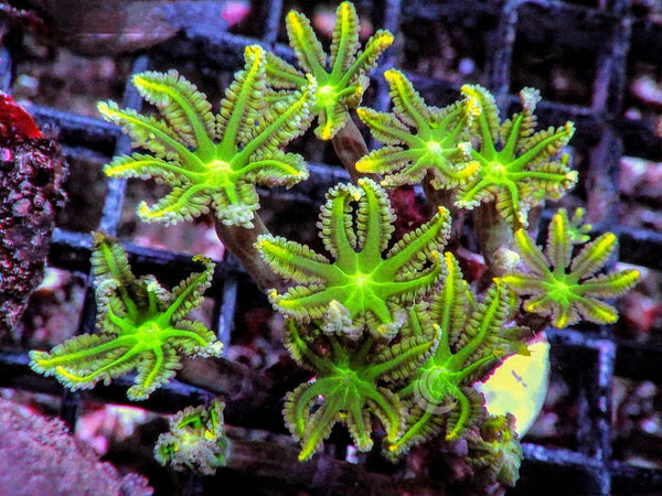 Yellow tip Clove Polyps - Pacific East Aquaculture