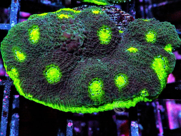 Alien Watermelon Chalice - Pacific East Aquaculture