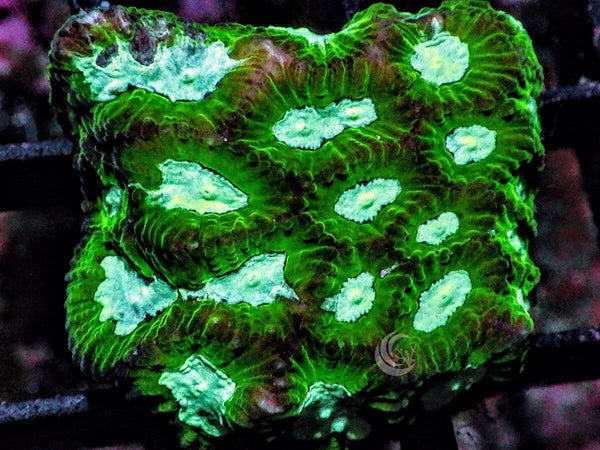 Alien Screamer Favia Coral | Buy your Alien Screamer Favia at Pacific ...