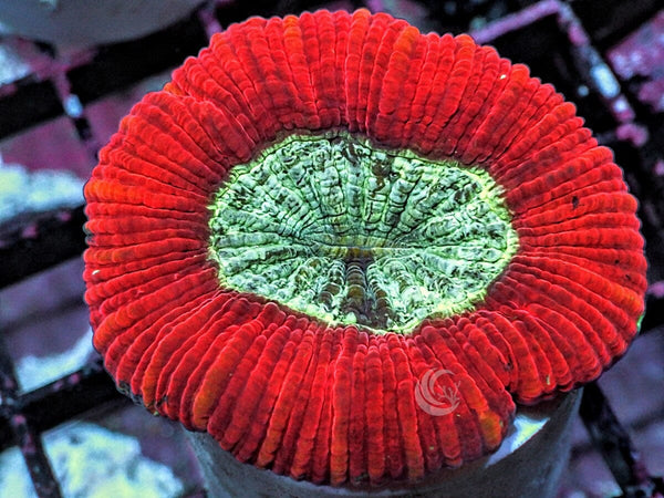 Red Trachyphyllia - Pacific East Aquaculture