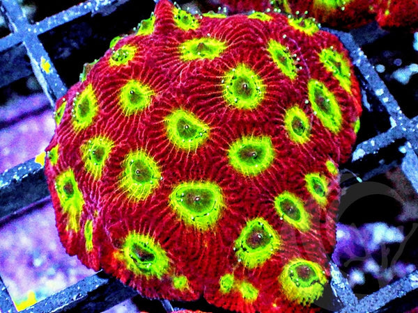 Alien Screamer Favia Coral | Buy your Alien Screamer Favia at Pacific ...