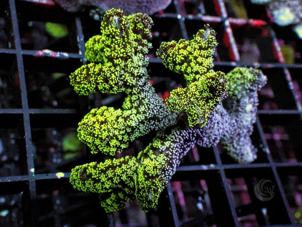 Neon Polyp Bird's Nest - Pacific East Aquaculture