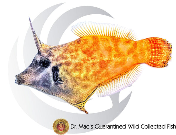 Saltwater Wild Collected Fish - Pacific East Aquaculture