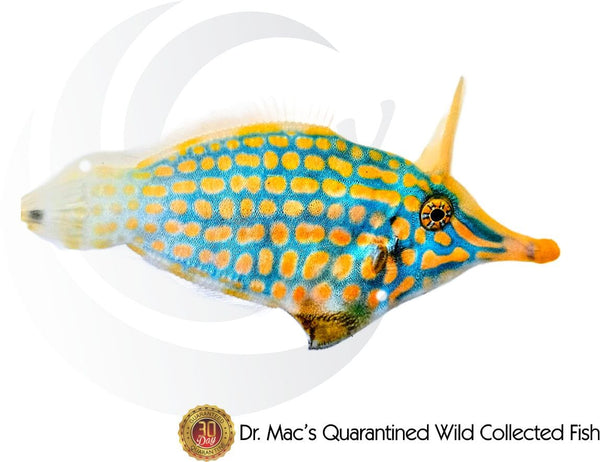 Saltwater Wild Collected Fish - Pacific East Aquaculture