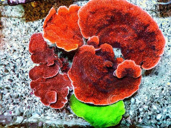 Jumbo MultiColor Plating Montipora - Pacific East Aquaculture