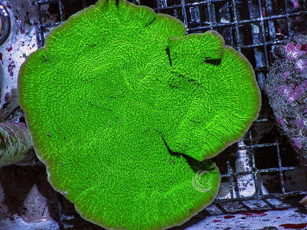 Green Swirling Plate Montipora - Pacific East Aquaculture