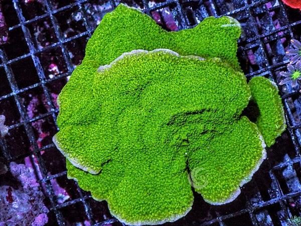 Green Polyp Tiered Plating Montipora - Pacific East Aquaculture