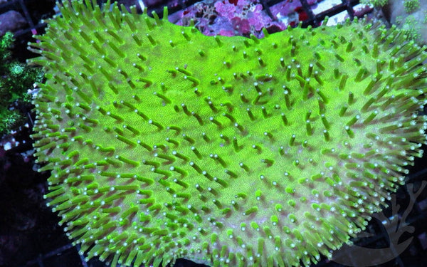 Green Toadstool Leather with Long Green Polyps - Pacific East Aquaculture
