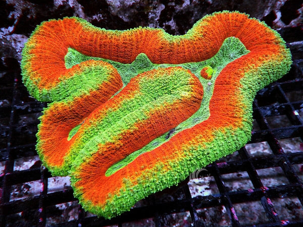Ultra Symphyllia - Pacific East Aquaculture