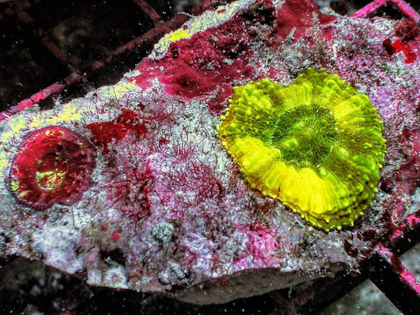 Combo Tiny Red Scoly and Persian Rug Mushroom - Pacific East Aquaculture