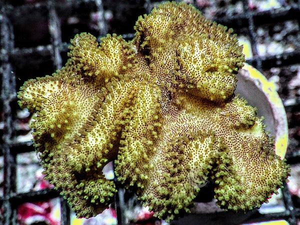 Yellow Toadstool Leather - Pacific East Aquaculture