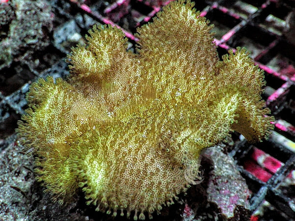 Yellow Toadstool Leather - Pacific East Aquaculture