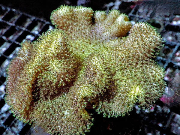 Yellow Toadstool Leather - Pacific East Aquaculture