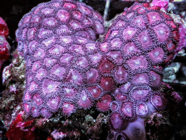 Pink Zonker Zoanthids - Pacific East Aquaculture