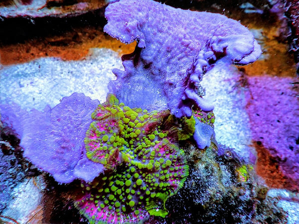 Ultra Lava Lamp Discosoma Mushrooms and Photosynthetic Blue-Purple Spo ...