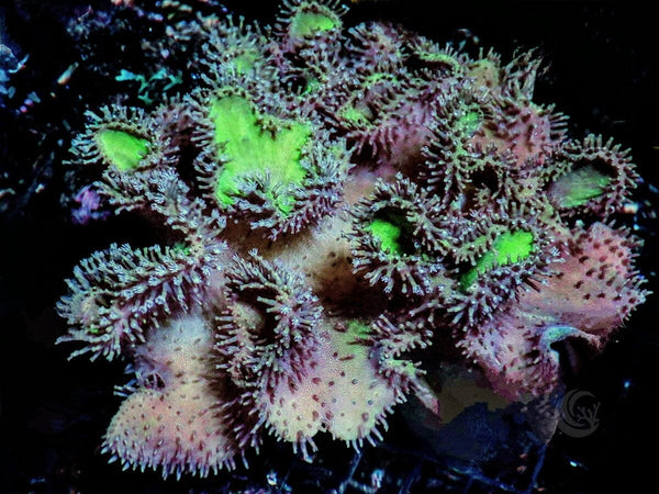 Ruffled Toadstool Leather - Pacific East Aquaculture