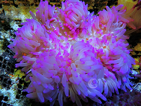 Neon Purple Heteractis crispa Anemone - Pacific East Aquaculture