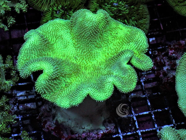 Neon Lime Toadstool Leather - Pacific East Aquaculture