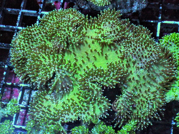 Bright Green Toadstool Leather - Pacific East Aquaculture