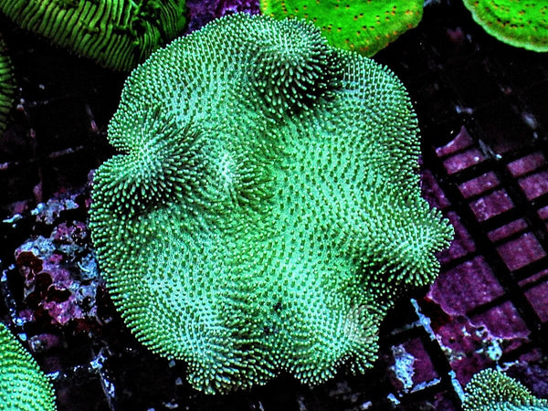Bright Lime Toadstool Leather - Pacific East Aquaculture