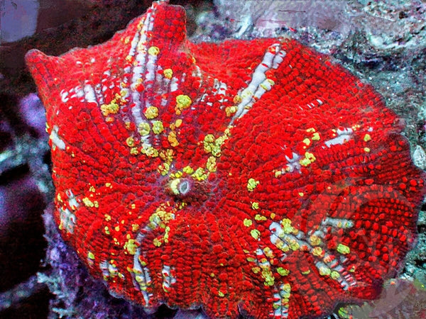 Bubbling Rhodactis Mushroom - Coral Colonies for Reef Aquariums ...