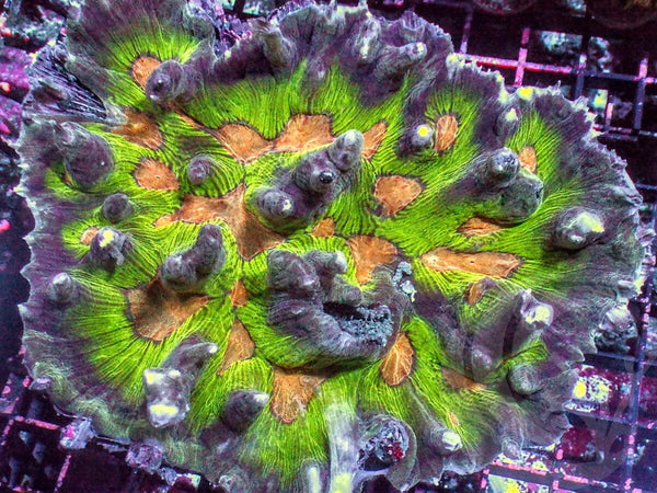 Showpiece Mind Bender Pectinia - Coral Colonies for Reef Aquariums ...