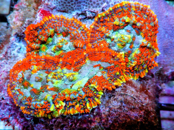 Superman Rhodactis Mushroom Cluster - Pacific East Aquaculture
