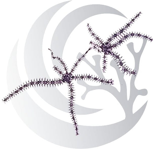 Captive Inverts for Sale | Shop Reef & Marine Inverts for Sale ...