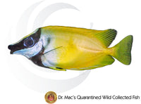 Saltwater Wild Collected Fish - Pacific East Aquaculture