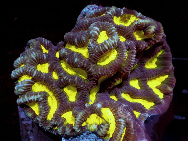 Lemon-Lime Platygyra Maze Brain - Pacific East Aquaculture