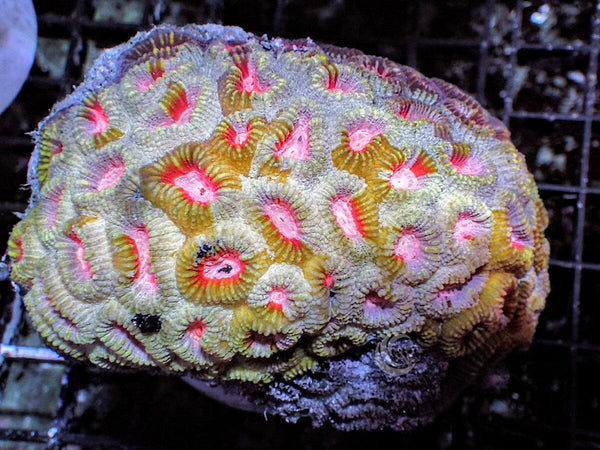 Hot Pink Pineapple Favia - Pacific East Aquaculture