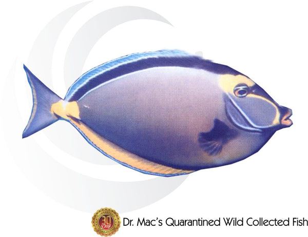 Saltwater Wild Collected Fish - Pacific East Aquaculture