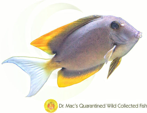 Saltwater Wild Collected Fish - Pacific East Aquaculture